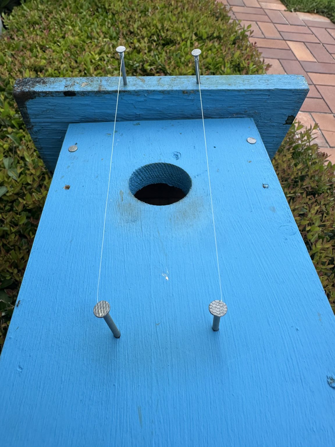 Sparrow Control | Bermuda Bluebird Society